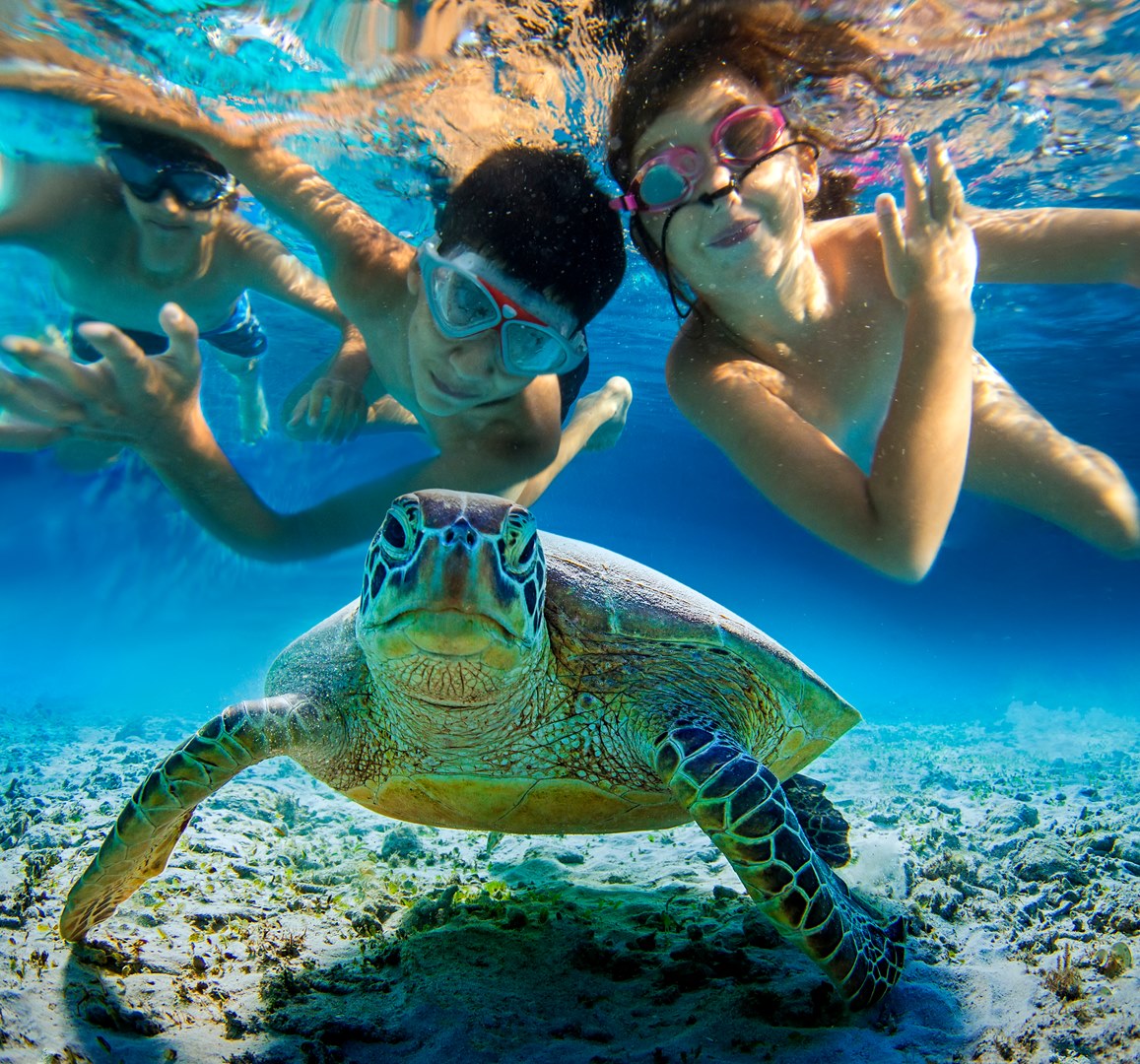 Diving with Turtles - Tripvana