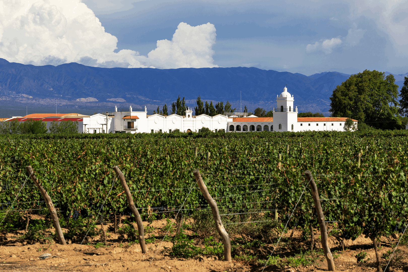Full Day Cafayate Wine Tour - Tripvana